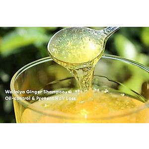 WEILAIYA White Ginger Prevent Hair Loss Shampoo 14g and Conditioner 14g Mini sample/travel/test try set for Normal/Oily Hair & Scalp