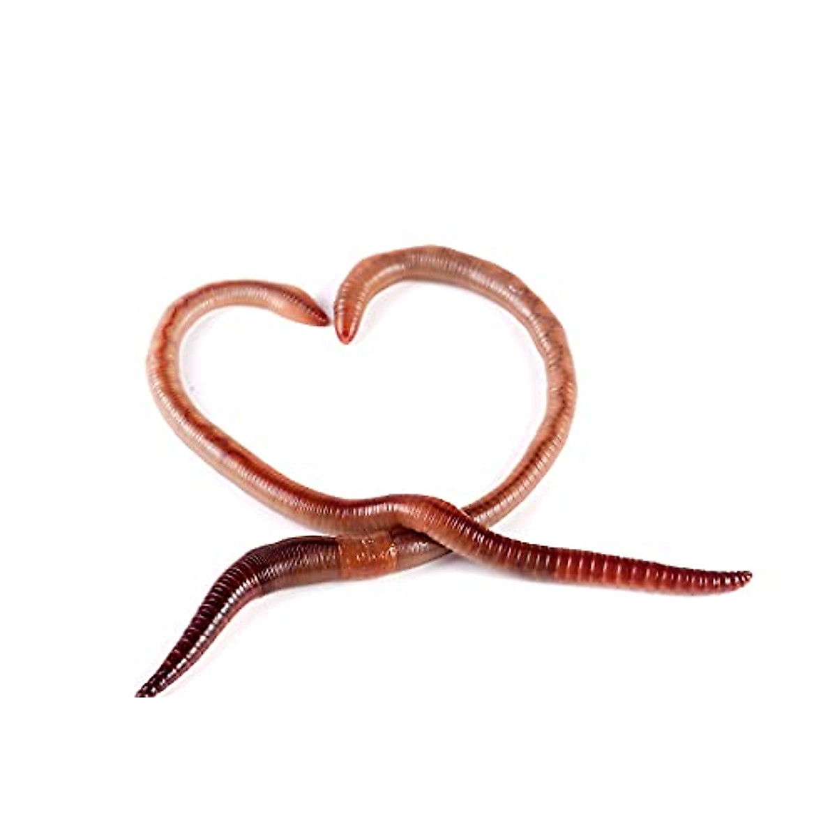 Best Value! 2000+ Red Wigglers Composting Worms Perfect for Worm Composting with Guaranteed Live Delivery Approximately 2 Pound Live Red Wiggler Worms Fast Delivery! (2000)