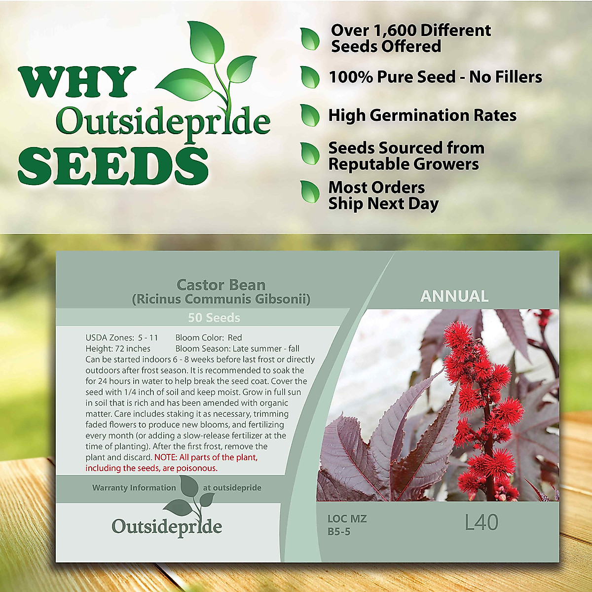 Outsidepride 50 Seeds Annual Ricinus Communis Castor Bean Gibsonii Flower Seeds for Planting