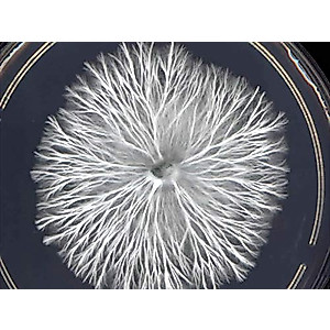 EZ BioResearch Potato Dextrose Agar (PDA) Plates for Mushroom Cultivation (10 Prepoured Agar Plates)