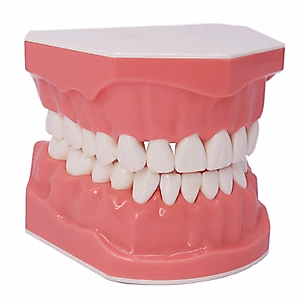 1.5 Times Large Dental Typodont Model Tooth Brushing flossing Practice Model Demonstration Removable Lower Teeth for Kids Dental Students Tooth Teach Study, 4.5 Inch x3.5 Inch x3.5 Inch