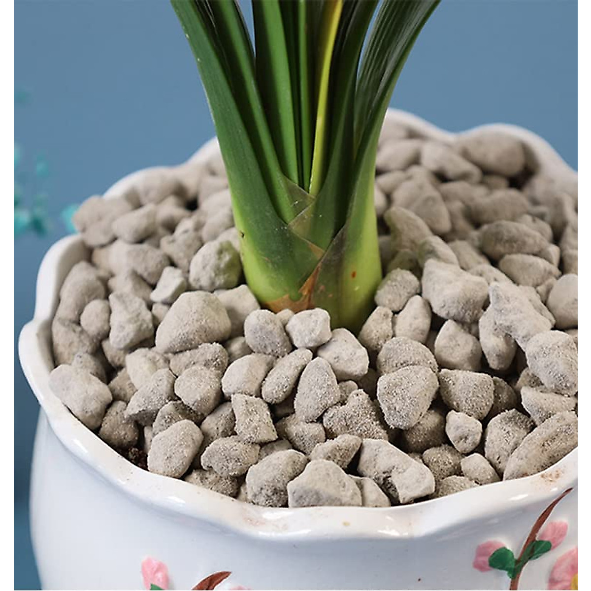 Horticultural Pumice for Plants by Doter 1 QT, Soil Amendment for Bonsai and Cactus Plants