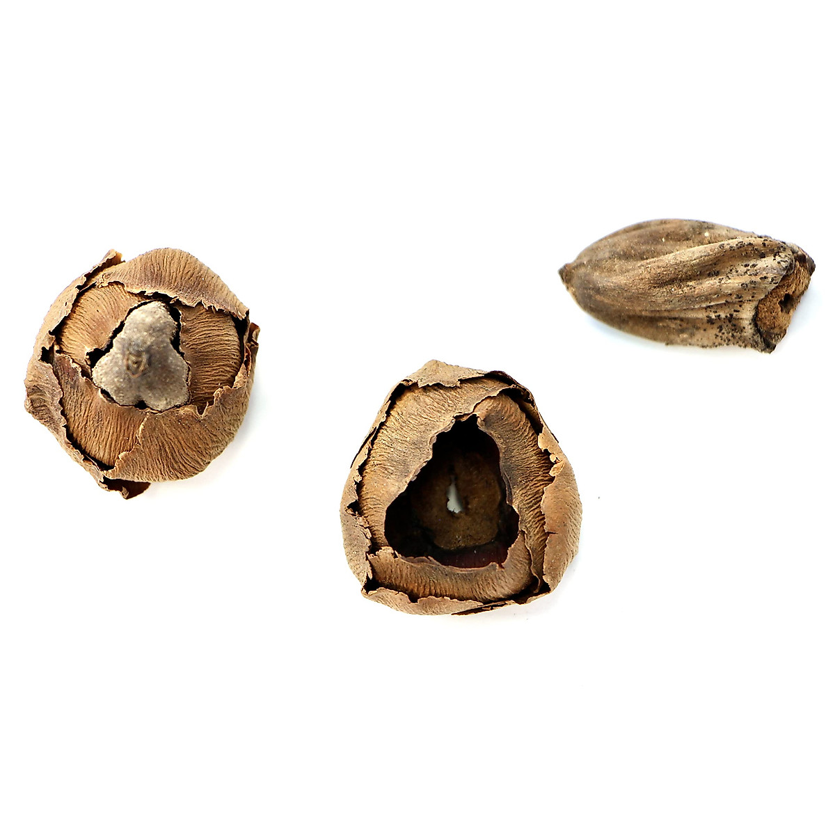 Snout and Shell 10 Mini Coconut Botanical Pods - Aquarium Pods Reduce Algae & freshen Tank Water - Terrarium, Vivarium & Aquarium Decor & Natural Tannins, Brown, 1-1.5 inches