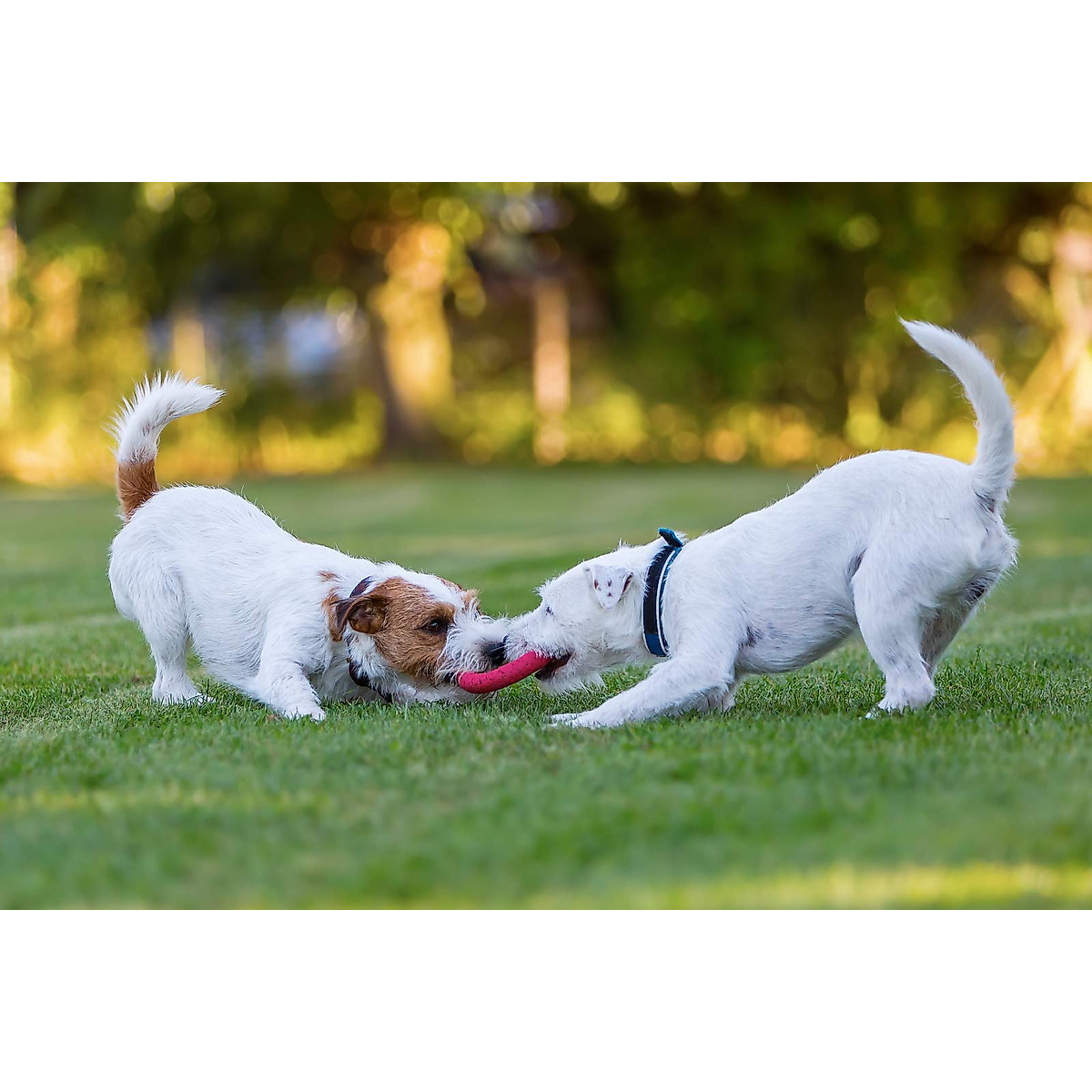 MY LUCKY PETS LLC Dog Joint Powder Supplement - Joint Health for Dogs - with Turmeric MSM and More - Support Healthy Cartilage - Dog msm glucosamine chondroitin - 60 Tablets (1 Bottle)