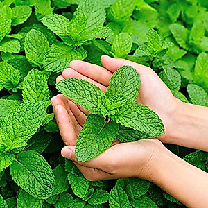 Peppermint (Mentha × piperita) 30mg Seeds for Planting, Marathi, Vilayati pudina, Asian Mint, Chinese Peppermint “Bohe”, Open Pollinated, Non GMO, Vegetable Garden