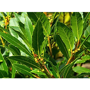 Bay Leaf Plant Live Sweet Bay Plant Tree 6 to 8 Inches Tall Planting Perennial Outdoors