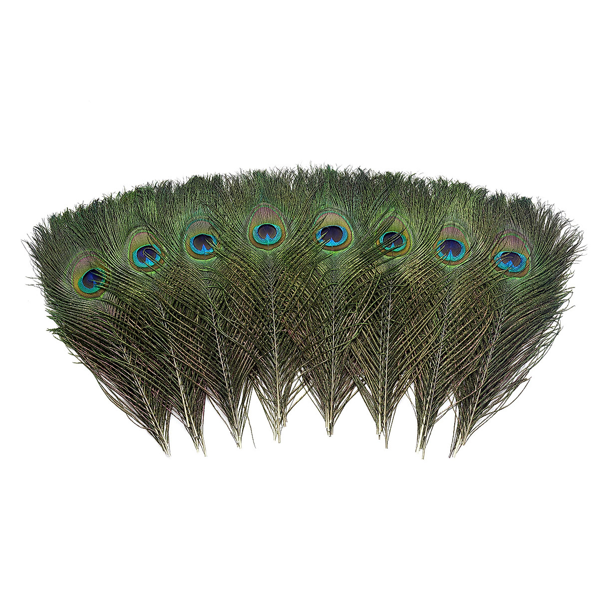 12 PCS Real Natural Peacock Eye Feathers 10-12 inch for DIY Craft, Wedding and Holiday Decorations