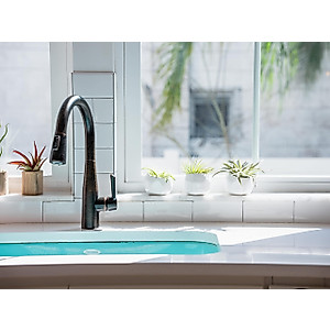 Air Plant Shop 3 Pack Mini Tillandsia Xerographica- Wholesale and Bulk - Succulents - Live Tillandsia - Easy Care Indoor and Outdoor House Plants