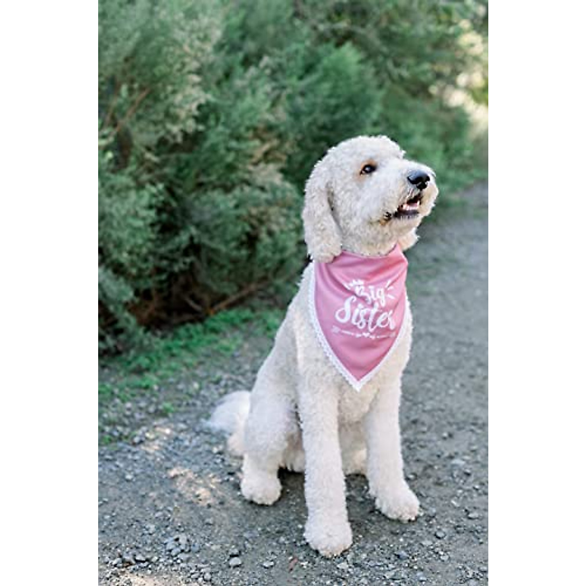 Everything Tailed Big Sister Dog Bandana for Pregnancy Announcement, Handkerchief and/or Scarf Accessory for Dog, Warm Pink Color, Fits Medium to Large Dogs, Gender Reveal Prop for Expecting Mothers