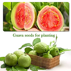 Heirloom Fruit Seeds - 5 Variety Individual Packs 100+ Grape Seeds 100+ Apple Seeds 100+ Kiwi Seeds 100+ Guava Seeds for Planting Organic for Home Garden Bonsai Fruit