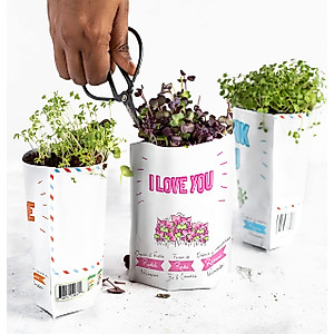 GIFT A GREEN HAPPY BIRTHDAY Greeting Card Greeting Cards with Organic Microgreens! Just Like A Post Card, Simply Mail and Recipient Gets to Grow & Eat | Cards for All Occasions | 1 PACK