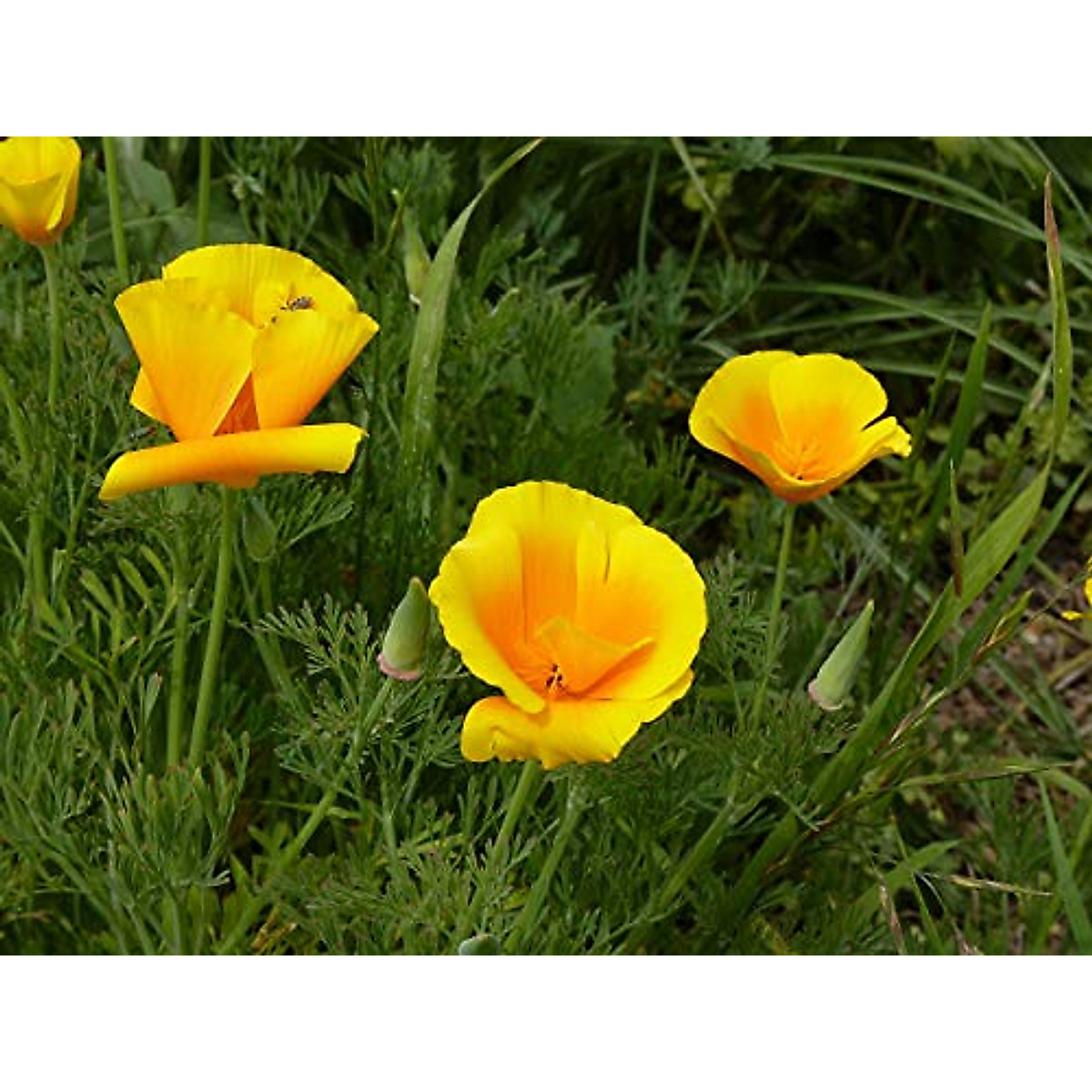 California Poppy | Flower Seed Grow Kit | The Jonsteen Company