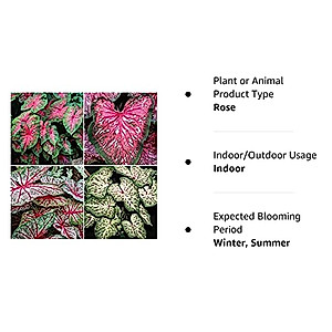 Caladium Garden Mix (18 Small Bulbs). Now Shipping !