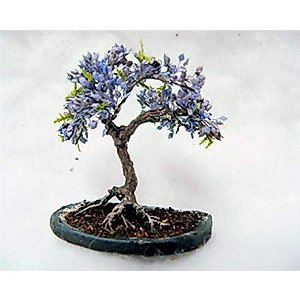 Blue Jacaranda Tree Seeds (20 Pack) - Excellent Bonsai Specimen - Exotic Flowering Bonsai - Blooming Tree