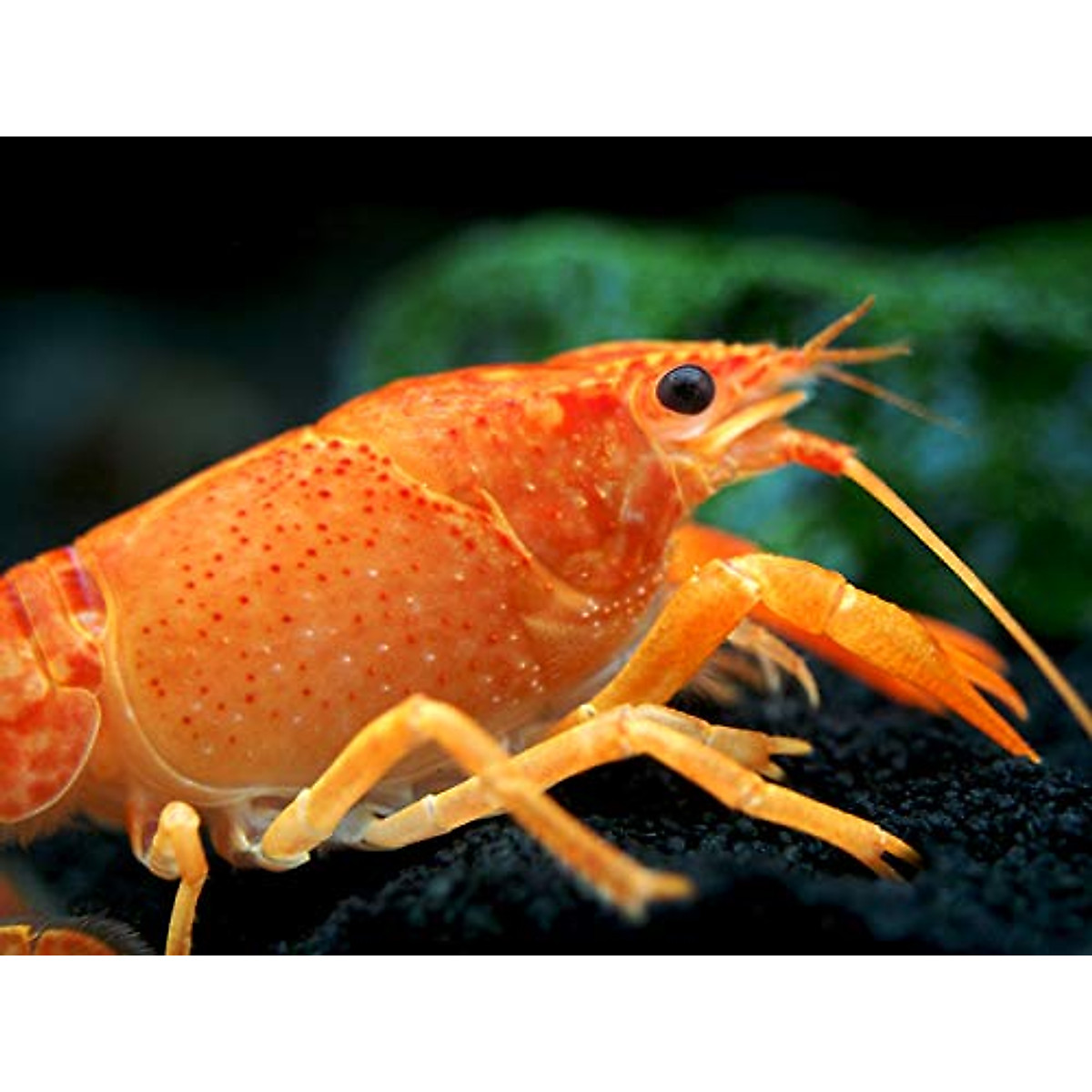 Aquatic Arts 1 Male Neon Red Crayfish | Live Freshwater Aquarium Lobster / Crawfish / Crawdad / Real Living Fish Tank Pet