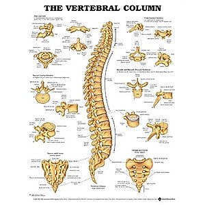 The Vertebral Column Anatomical Chart