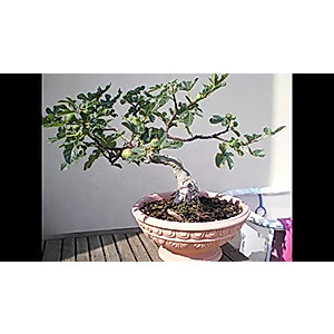 1087-Dwarf Honey Fig (Ficus carica) Seeds by Robsrareandgiantseeds UPC0764425786764 Non-GMO,Organic,Historic,Bonsai, 1087 Package of 5 Seeds