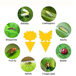 lanju 12pcs Plant Trap for Fruit Fly, Fruit Fly Sticky Trap for Mosquito and Bug Indoor & Outdoor for White Flies Mosquitos Fungus Gnats Flying Insects Houseplant