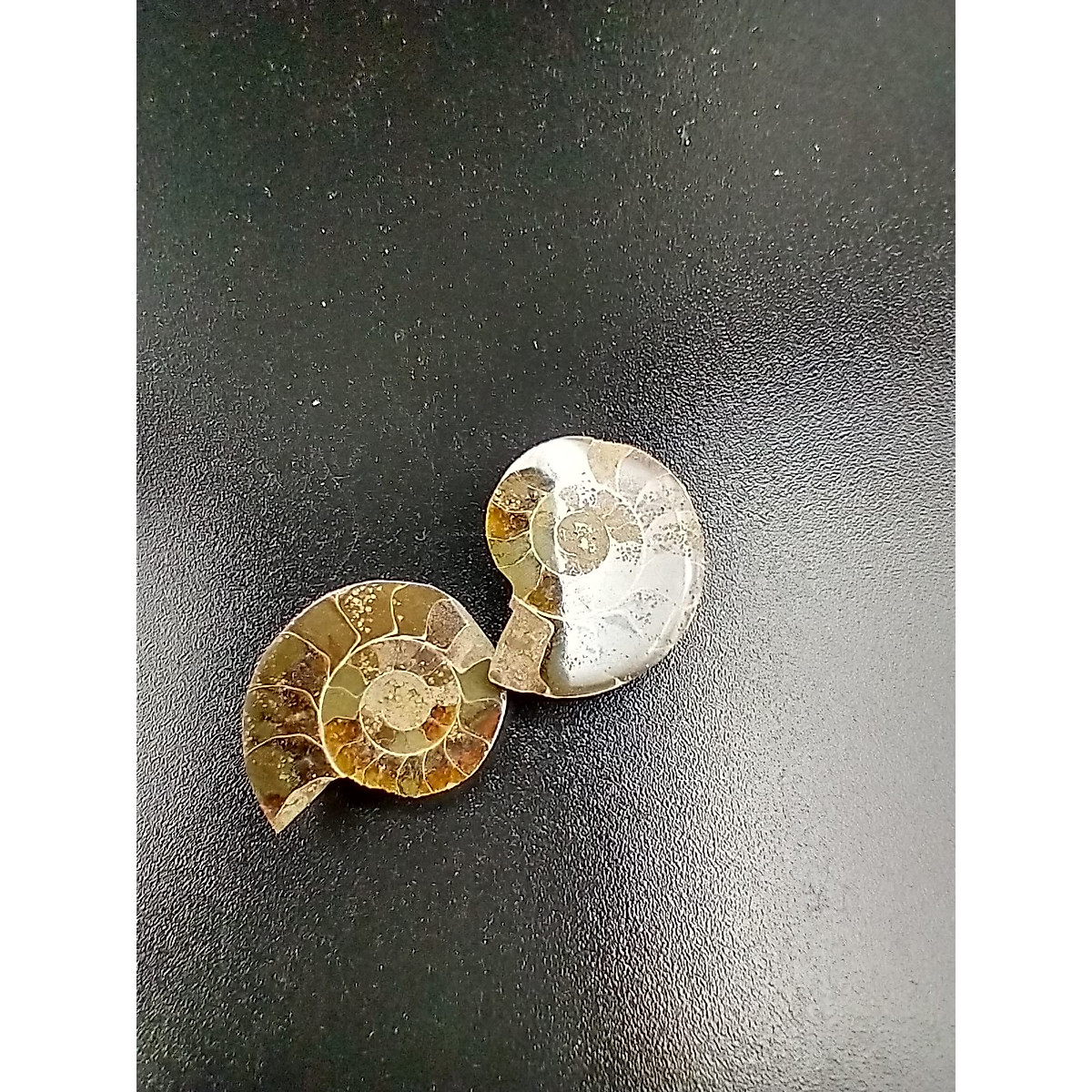 Universal Specialties Ammonite Pair 2pc Unique Fossil Stone Natural Specimen Shell Dinosaur Fossils Crystal Mineral Madagascar Feng Shui Chakra Energy Healing Raw Set Prehistoric Ancient Gemstone 2 cm