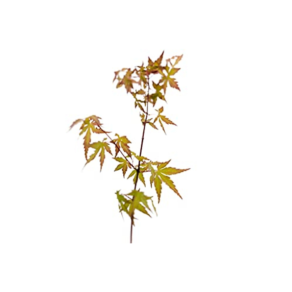 Japanese Maple | Medium Tree Seedling | The Jonsteen Company