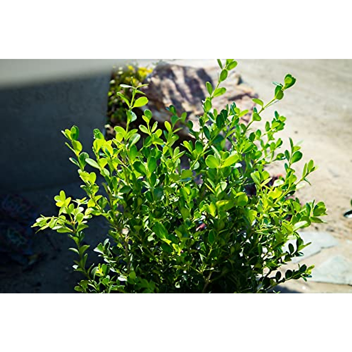 Buxus Japonica Plant (1G), Boxwood Shrubs Live in Planters for Outdoor Plants Live Evergreen Trees Live Plants, Live Outdoor Plants Potted Plants Live Outdoor, Live Trees Live Plant by Plants for Pets