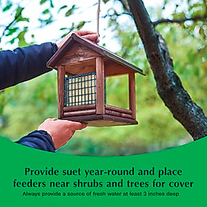 C&S Wild Bird Bluebird Suet Nuggets Mega Box, 8 Pounds