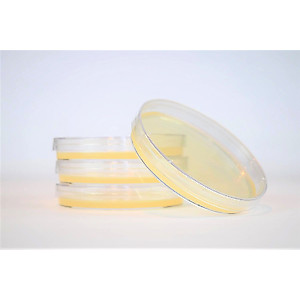 Potato Dextrose Agar (PDA) with Tartaric Acid, (10-Pack), Pre-Poured, 15x100mm Petri Plates. Great for Mushroom Cultivation. for The Isolation of Yeasts and Molds.