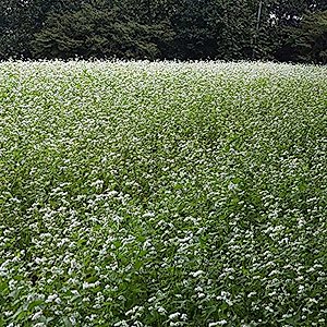 Outsidepride Buckwheat Cover Crop, Grain, Bee Pasture, Pollinator, Wildlife Seed - 10 LB
