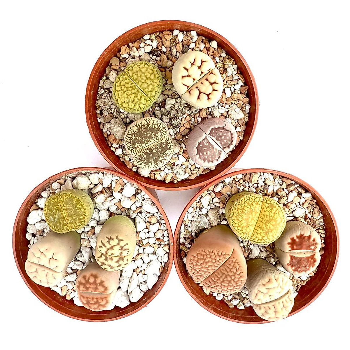 Pack of 8 Live Exotic Lithops Plant Medium Size 2 Years Old Rare Living Stone Seedling Perfect Terrarium Addition