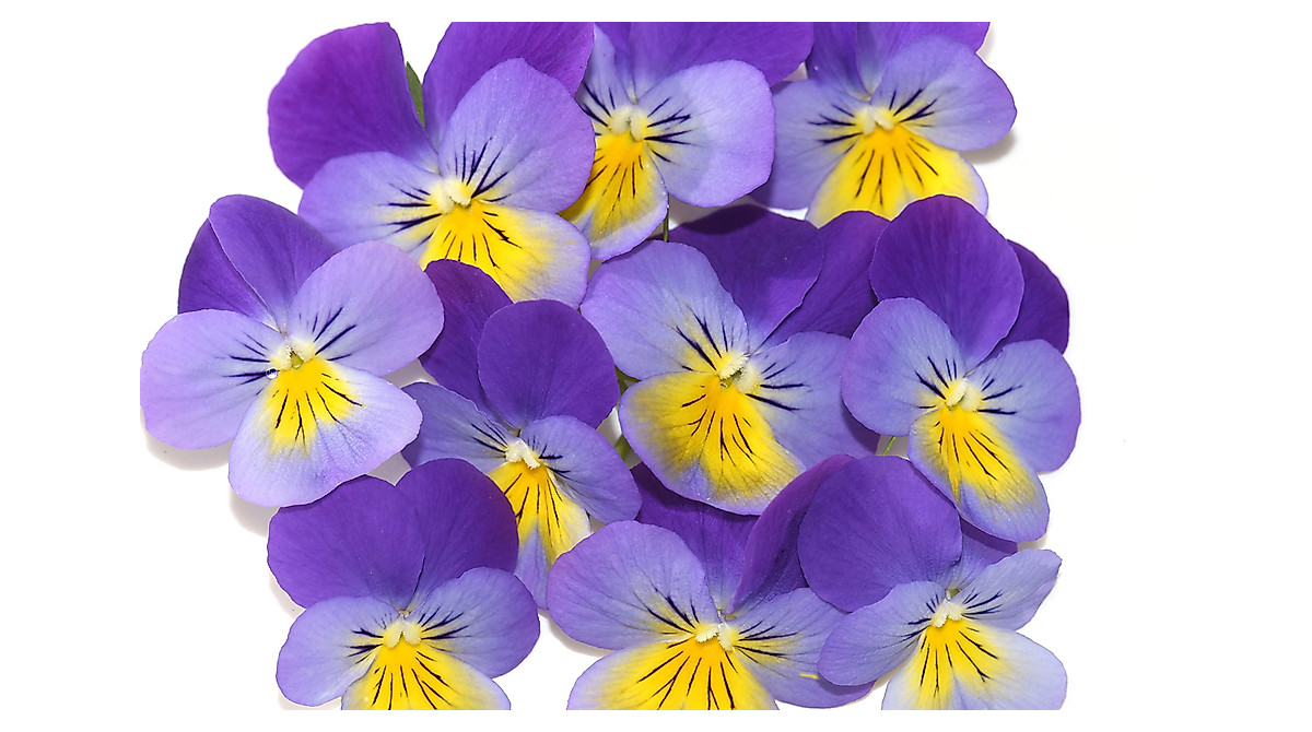 Johnny Jump Ups Viola Seeds - Grow Beautiful Tricolor Blooms