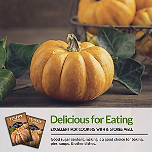 Survival Garden Seeds - Fairy Tale Pumpkin Seed for Planting - Packet with Instructions to Plant and Grow Pumpkins in Your Home Vegetable Garden - Non-GMO Heirloom Variety