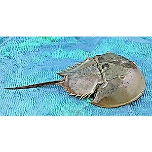 Real Horseshoe Crab Shell with Legs Shell Specimen Collectible