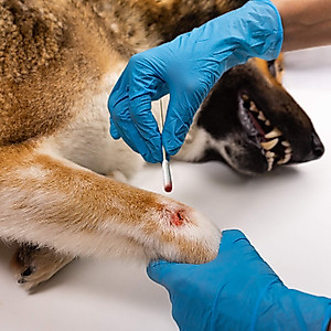 Hzran Cotton Buds for Dogs, 6 Inch Cotton Buds for Large Dog Ears, Lengthen Cotton Swabs for Cleaning Dogs Ears, Apply Medicine, Clean Wound, Bamboo Cotton Buds for Large Dog(50 Pieces)