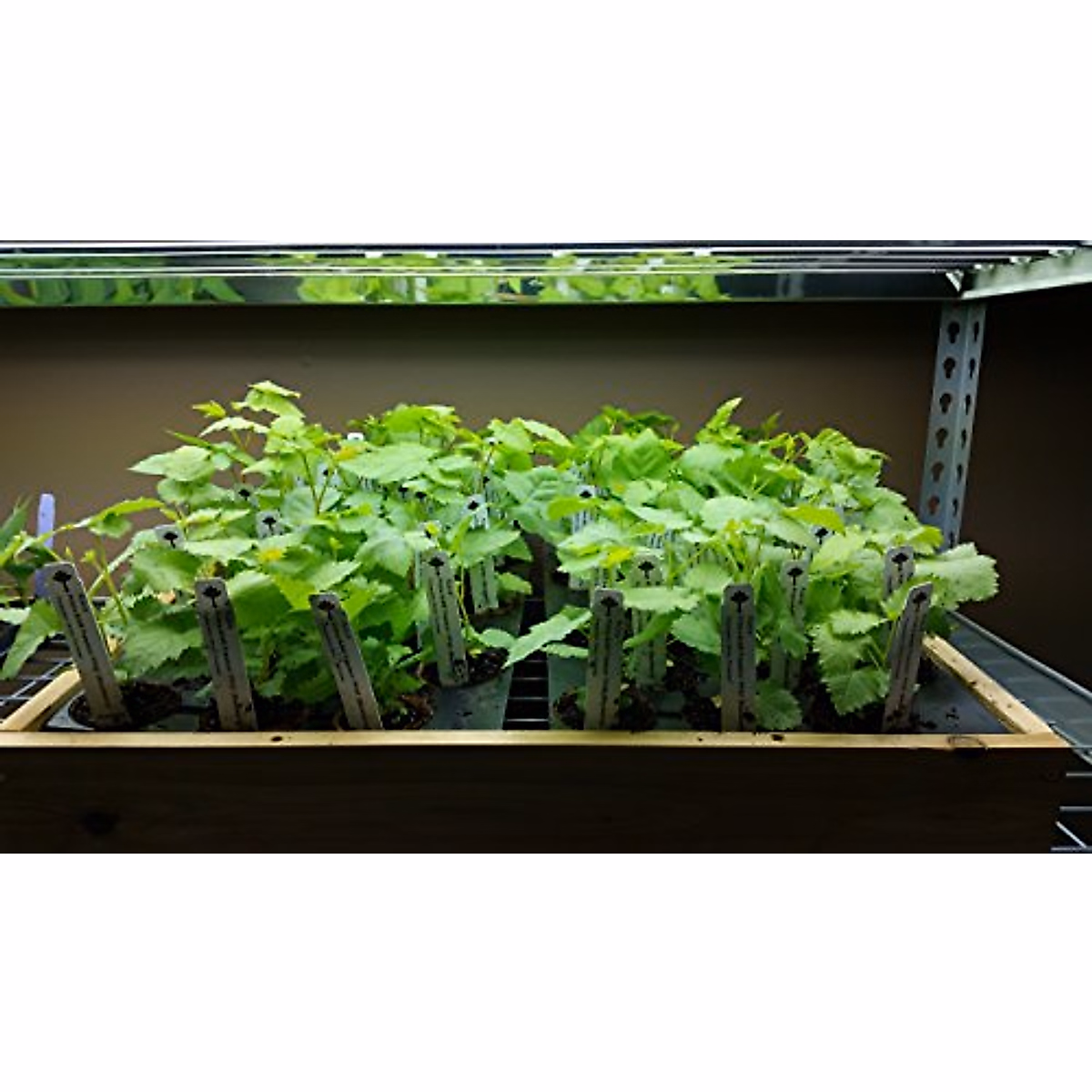 BlackBerry Plants "Prime-Ark Freedom" Price Includes Four (4) Plants