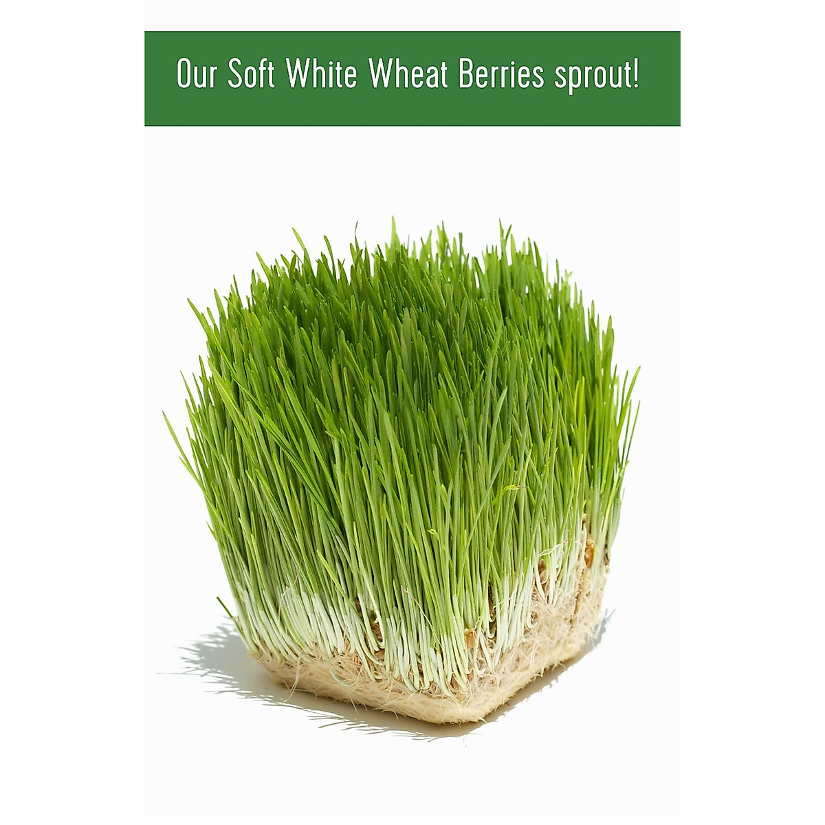 Certified Glyphosate Residue Free Soft White Wheat Berries | 100 LBS | Desiccant Free | Sproutable | Non-GMO Project Verified | Kosher