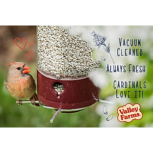 Valley Farms Safflower Seed Wild Bird Food for Outside Feeders, Safflower Bird Seed for Cardinals, Grosebeaks, and Buntings, Cardinal Bird Seed for Ourtside Feeders (15 LBS)