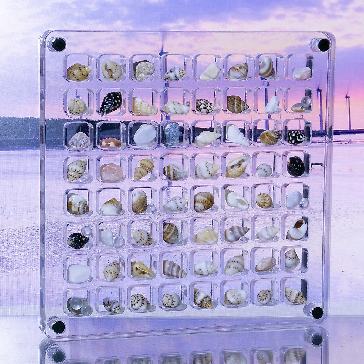 Magnetic Seashell Display Box, 64 Grids Seashell Storage Box, Clear Acrylic Magnetic Seashell Display Box - Decorative Storage Case for Seashells and Starfish.