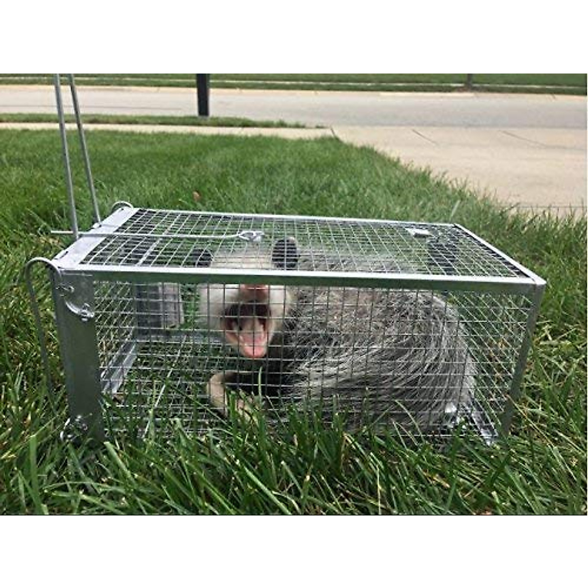 AB Traps Quality Live Animal Humane Trap Catch and Release Rats Mouse Mice Rodents Cage - Voles Squirrel and Similar Sized Pets Safe and Effective | Size Small