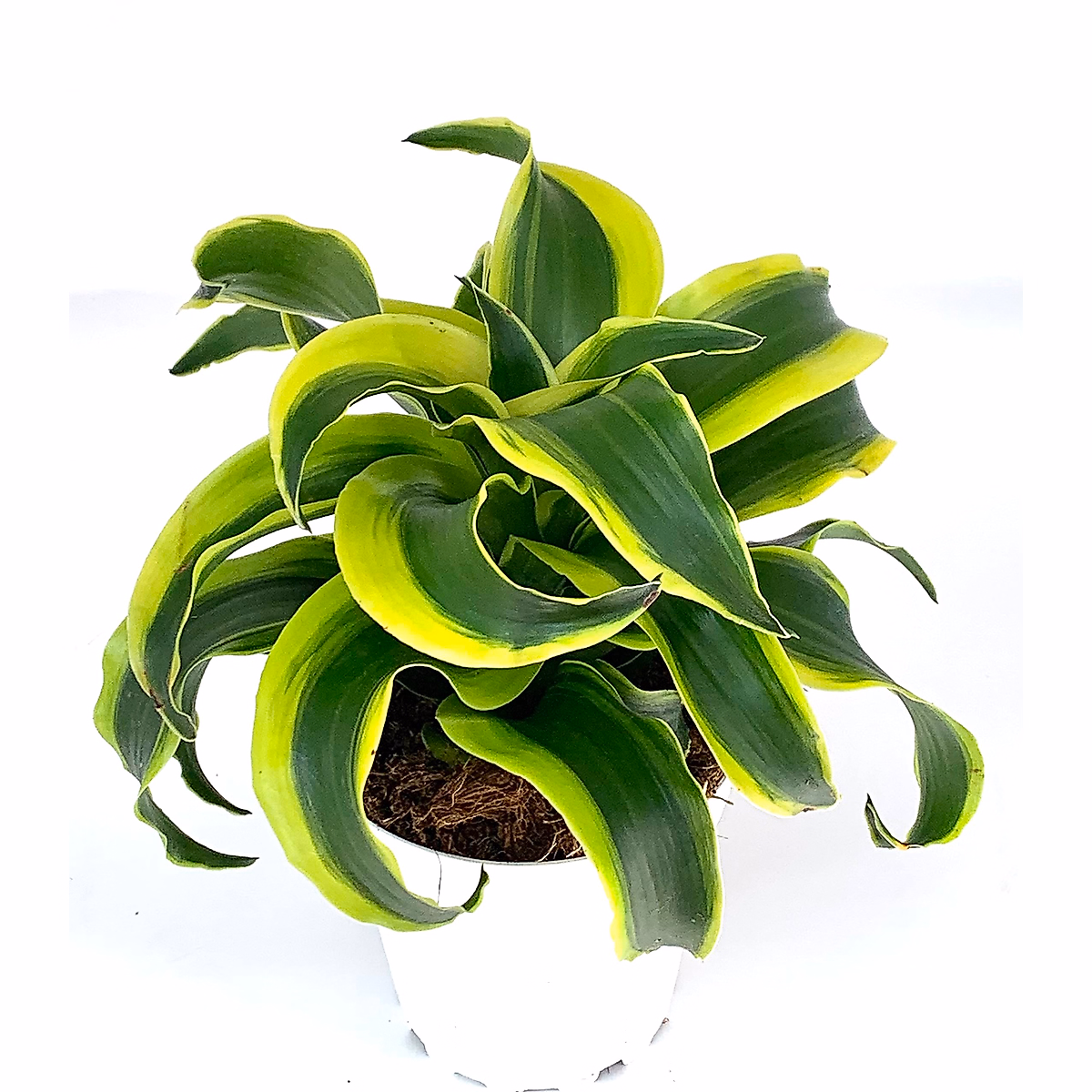 Dracaena Tornado Live House Plant in 4" Pot