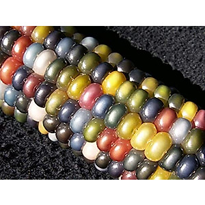 100+ Glass Gem Corn Seeds Non-GMO Popcorn Delicious Jewel-Toned, Glass-Like Kernels, Grown in USA. Rare! Ornamental and Edible! HARLEY SEEDS