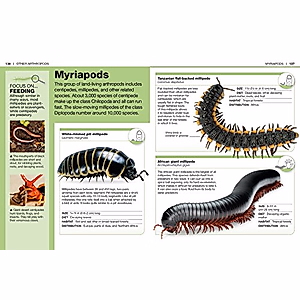 Pocket Genius: Bugs: Facts at Your Fingertips