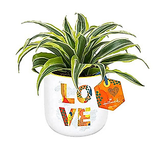 Hallmark Flowers Live Dracaena in 6-8 inches tall Graphic Love Plant Container, Ideal Gift for Mother’s Day, Birthdays, and Anniversaries, Live Indoor Plants
