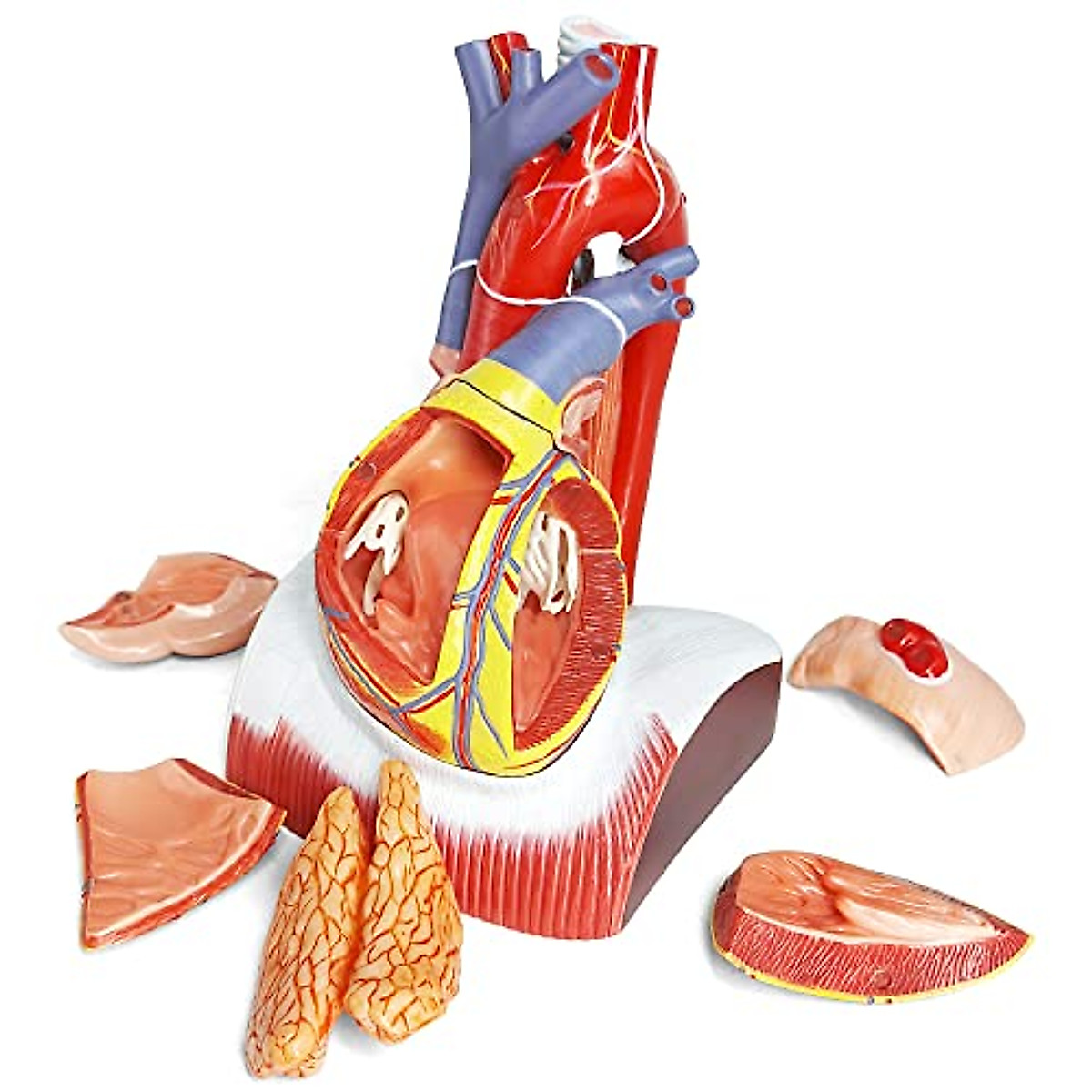 Evotech Deluxe Human Heart Model with Thymus Gland & Diaphram Base, 10 Parts 1.5X Life Size Large Anatomical Heart Model for Classroom and Cardiology Study