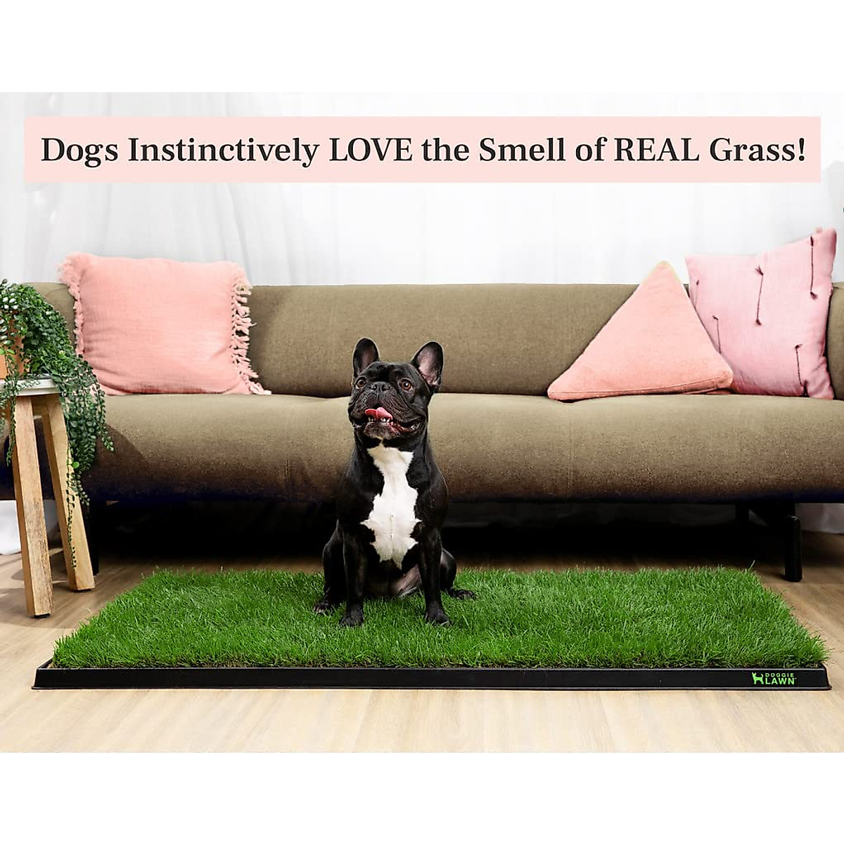 DoggieLawn XL - Real Grass Disposable Pet Potty - 48 x 24 Inches with Plastic Tray - Potty Training Pad for Dogs