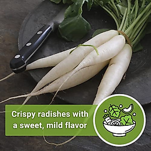 Sow Right Seeds - Japanese Minowase Daikon Radish Seed for Planting - Non-GMO Heirloom Packet with Instructions to Plant a Home Vegetable Garden - Great Gardening Gift (1)
