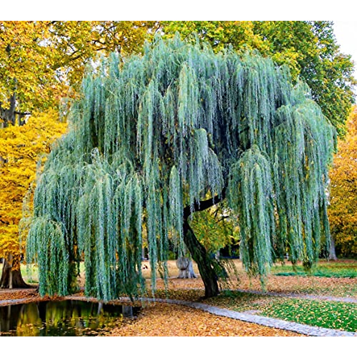 Weeping Willow Tree Cuttings to Plant - Fast Growing Trees - Beautiful Arching Canopy - Popular asBonsai (2 Weeping Willows)