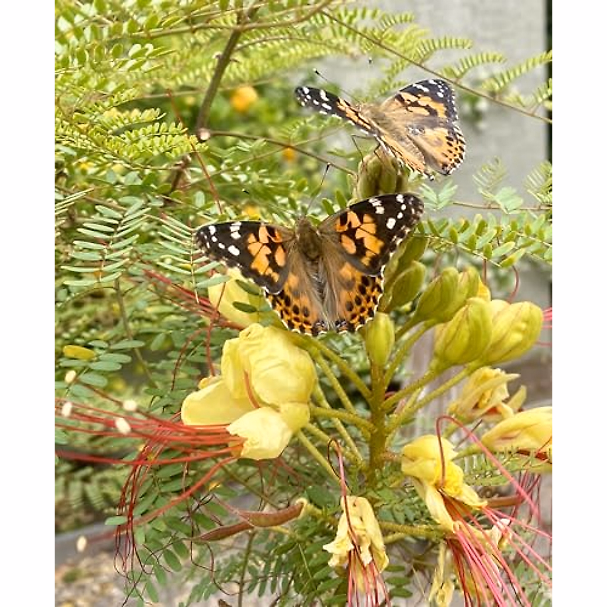 Insect Lore Butterfly Garden Gift Set | 8" Habitat with Live Cup of Caterpillars | Stickers and Extras Included | Life Science & STEM Education Kit | Grow Painted Lady Butterflies