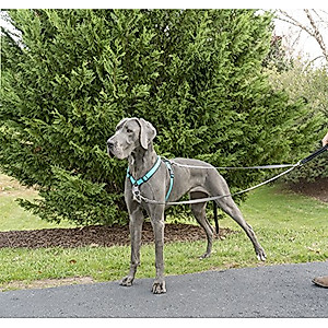 PetSafe Two Point Control Leash, Padded and Reflective Nylon Leash Converts to Single Leash, Works with 3in1 Harnesses, 3/4 in. Wide Leash