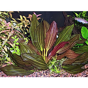 Potted Melon Sword - Beginner Tropical Live Aquarium Plant