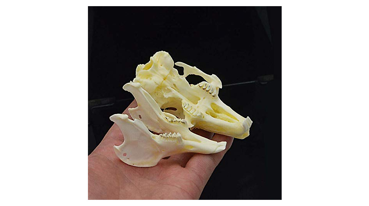 Wixine Cottontail Rabbit Skull Specimen - Unique Animal Bone Collectible